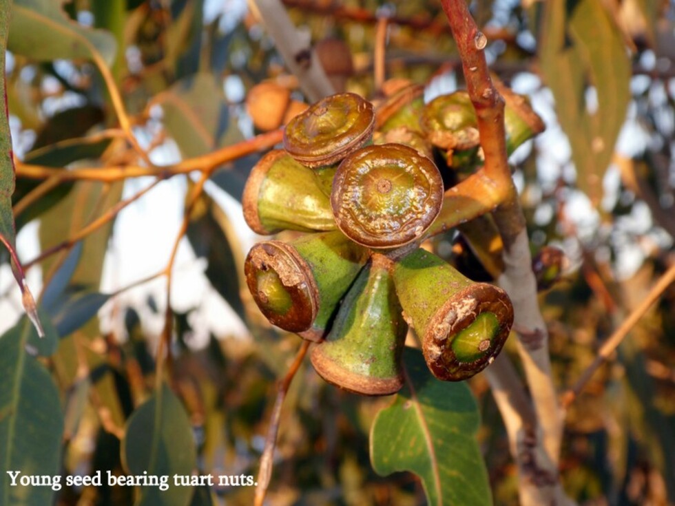 Ludlow Tuart Forest Restoration Group | Join us today